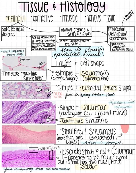 Classification And Types Of Epithelial Tissues Artofit