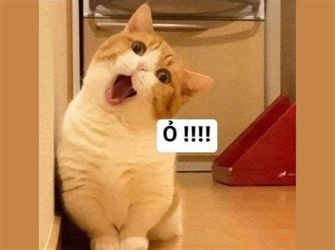 Meme Là Gì Top 30 Bộ Meme Hài Hước được Sử Dụng Nhiều Nhất Hiện Nay