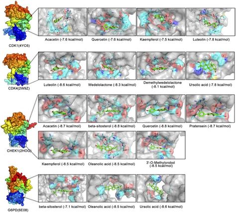 Molecular Docking Analysis Of Different Active Components In Ezw And
