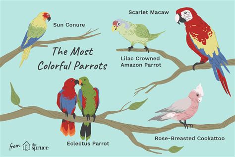 8 Top Colorful Parrot Species