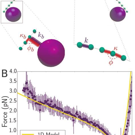 A Schematic Of Spring Network Model Of Microtubule Red Particles Download Scientific Diagram
