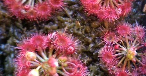 Drosera Carbarup Carnivorous Plant Pygmy Sundew Imgur
