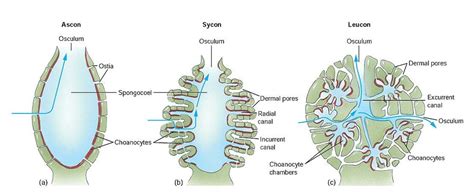 Body Plan Phyla Of Animalia