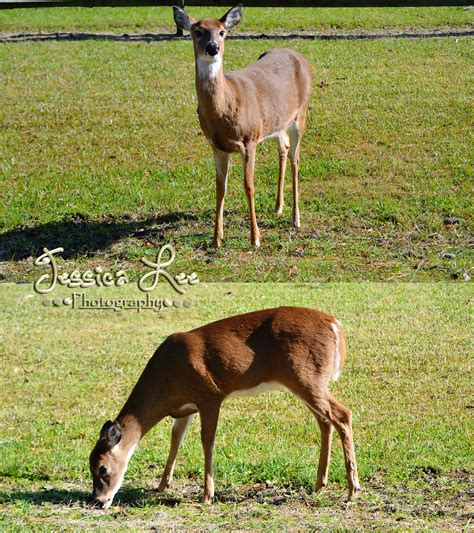 Deerdoe Stock Images By Daftopia On Deviantart