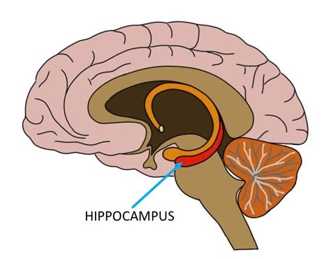 Know Your Brain Hippocampus — Neuroscientifically Challenged
