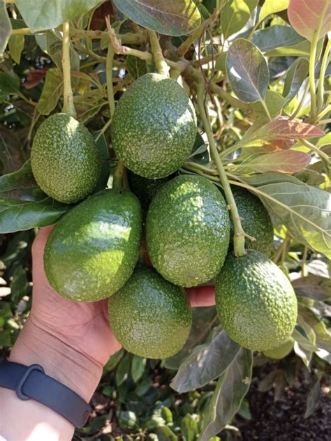 Técnica de Anillamiento para incentivar la Floración del Aguacate Agrupe