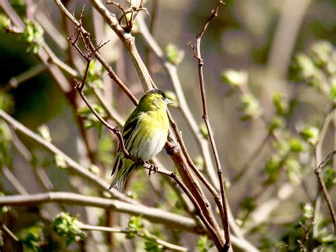 マヒワ 野鳥図鑑 弓削野鳥の会