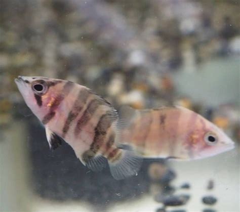 アクアショップあんじゅ