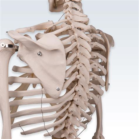 Stan Human Skeleton Anatomical Model Clinicalposters