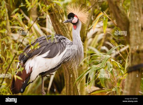 East African Crowned Crane Stock Photo - Alamy