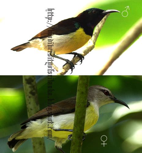 Biodiversity Of Sri Lanka පැණි කුරුල්ලා[pani Kurulla] Purple Rumped