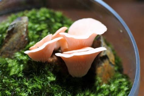 期間限定きのこリウムキット トキイロヒラタケ菌床苔コケのインテリア コケリウム苔テラリウム専門通販サイト