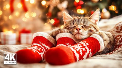Relaxing Music For Cats With A Piano 12 Hours🐱deep Soothing Music For