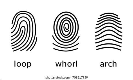 1 322 Loop Fingerprint Images Stock Photos Vectors Shutterstock