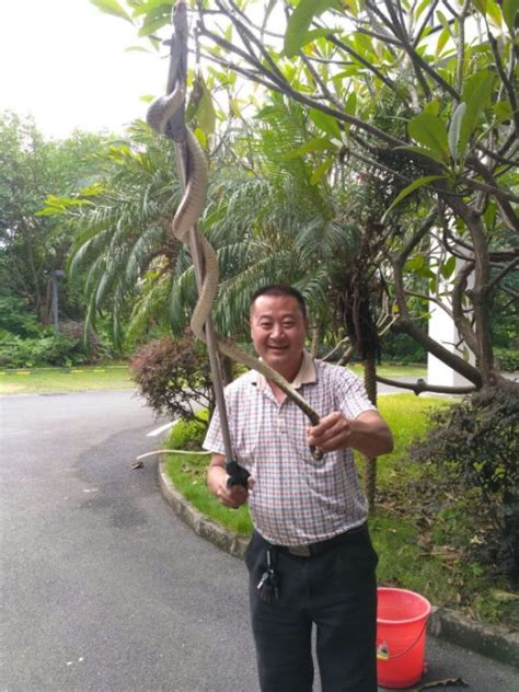 防蛇捕蛇抓蛇捉蛇驱蛇诱蛇广东乐叶有害生物防治科技有限公司