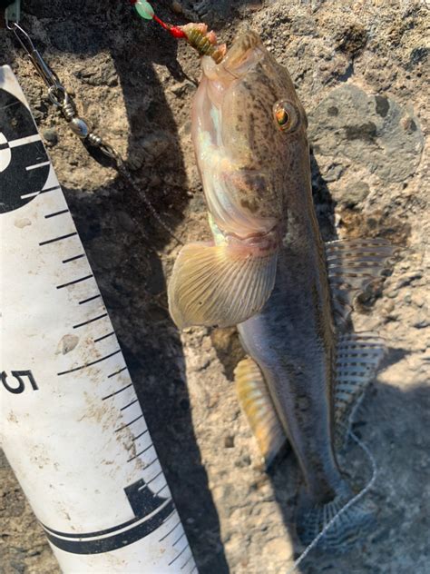 🐟ハコフグくん🐟 さんの 2022年12月10日のマハゼの釣り・釣果情報千葉県 千葉県袖ケ浦市近辺 アングラーズ 釣果500万