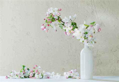 树枝上的白色春花图片 包图网企业站