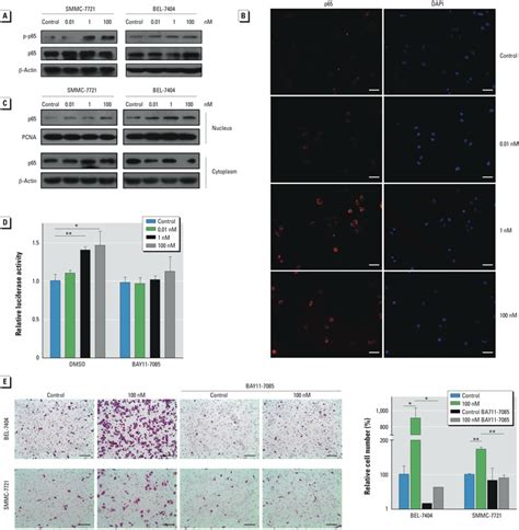 Effects Of Benzo A Pyrene Exposure On Human Hepatocellular Carcinoma