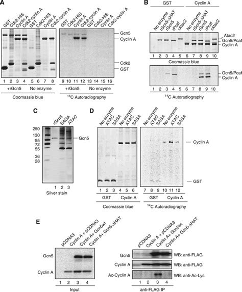 The Atac Complex Acetylates Cyclin A Cdk2 Through Gcn5 Or Pcaf A