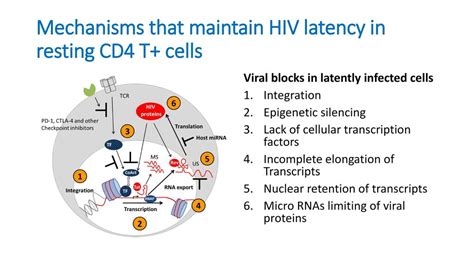 State Of Hiv Cure Research Ppt Download