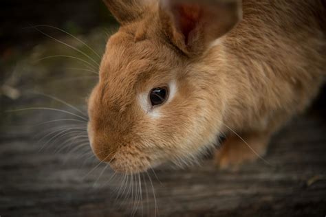 O que é que os coelhos podem e não podem comer A Nossa Vida