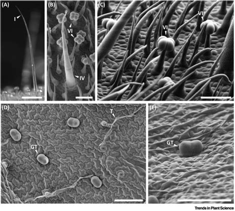 Genetic Control Of Glandular Trichome Development Trends In Plant Science