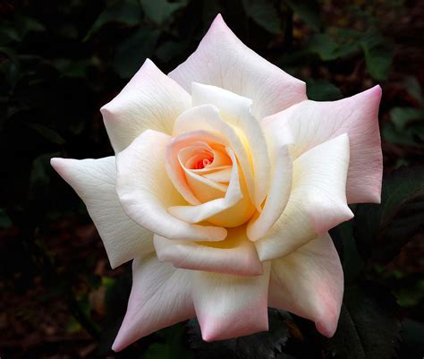 Beginners Rose List Minnesota Rose Society