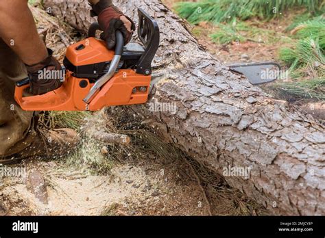 An Employee Of Cuts Tree With Chainsaw During Process To Cut Down Trees