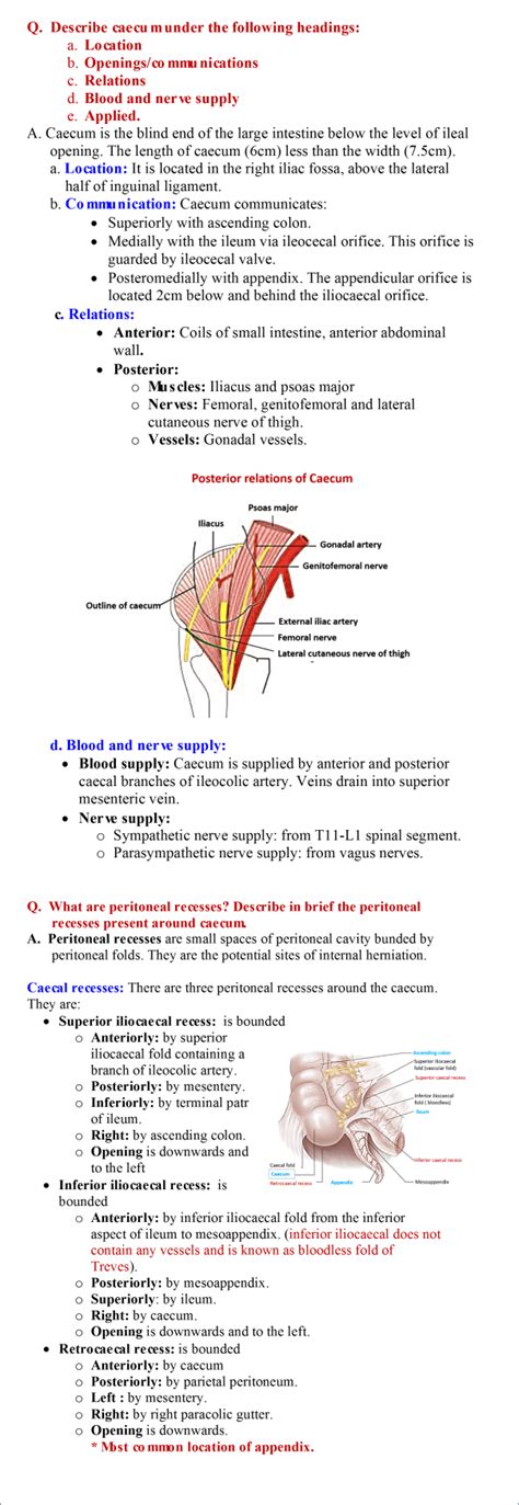 Large Intestine Anatomy Qa