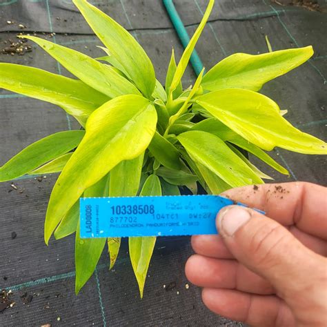 Philodendron Panduriforme Hybrid Landosol Plant Farm Nursery