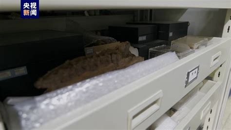化石大发现助力青藏高原隆升研究 极目新闻