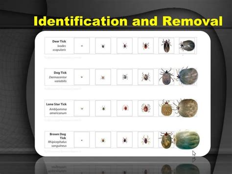 Predators Bed Bugs Scabies And More Pptx Infectious Diseases