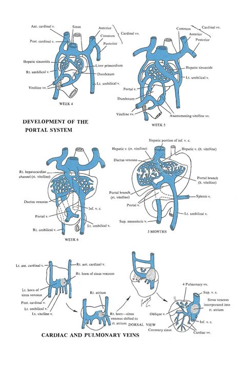 Chapter 127 Development Of The Venous System The Portal System And