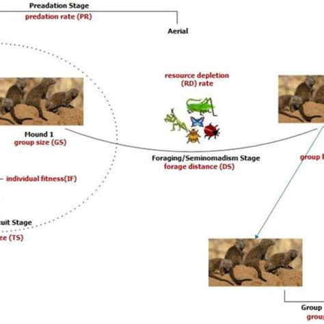The Model Of The Proposed Optimization Process For Admo Download