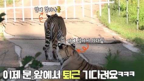 백두대간 호랑이 이젠 방사장 게이트 앞에서 퇴근을 기다리는 만 세 호랑이 망부석처럼 앉아서 기다리는 태범이와 문만 계속 쳐다보는 무궁 YouTube