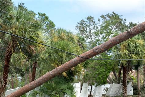 Trees You Can Grow Under Power Lines MyGardenLife