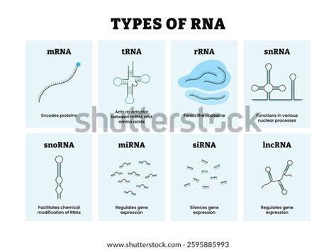 Different Types Rna Types Rna Produced Stock Vector Royalty Free