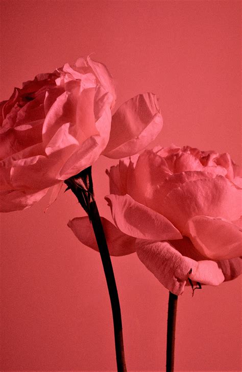 Bộ Sưu Tập Background Red Aesthetic Tuyệt đẹp Miễn Phí Tải Xuống