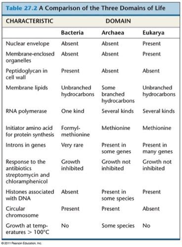 Biology Lecture 12 Bacteria And Archaea Flashcards Quizlet
