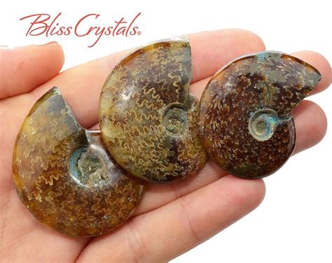 1 Medlrg Sutured Ammonite Fossil Chambered Nautilus Whole Shell Suture Ammonite Sacred Geometry