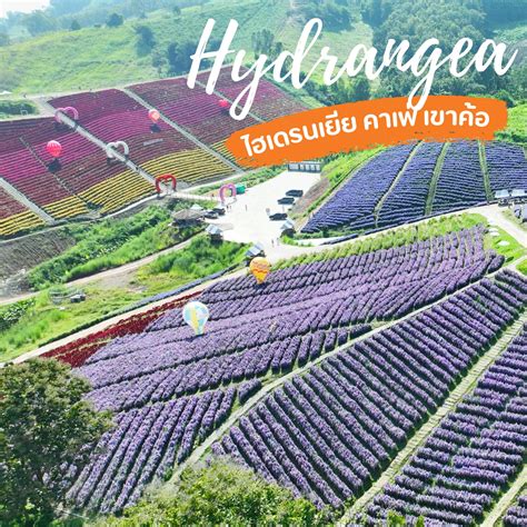 🎶ก็วาสนาผู้ใดหนอ ไฮเดรนเยีย คาเฟ่ เขาค้อ Hydrangea Cafe