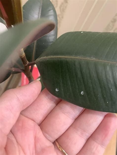 Weird White Dots On A Ficus Rplants