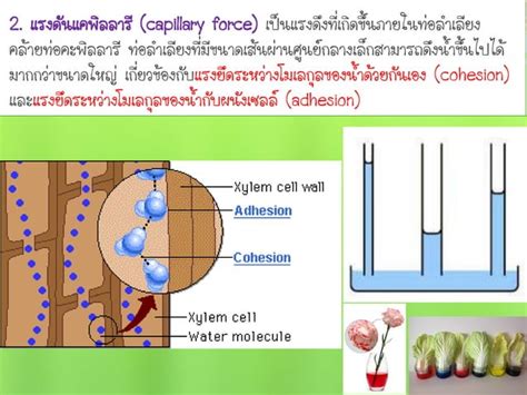 การลำเลียงน้ำและอาหารของพืช Ppt