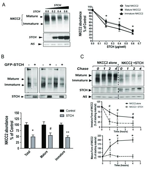 Stch Alters Nkcc2 Stability And Maturation A Total Nkcc2 Protein