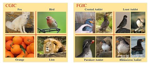 Few Shot Fine Grained Image Classification A Comprehensive Review 知乎