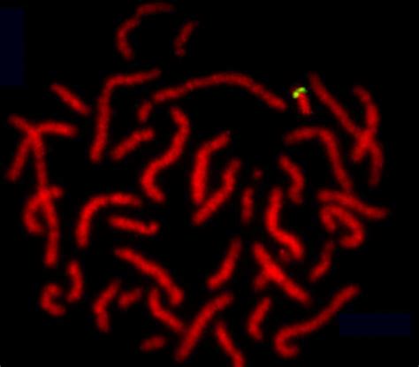 The Amazing Sry Gene The Male On Off Switch Affirminggender