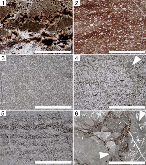 6 24 Thin Section Photomicrographs Of Representative Facies Of The Download Scientific