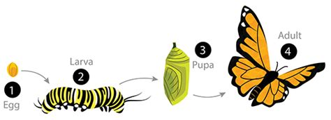 Describe The Stages Of Complete Metamorphosis