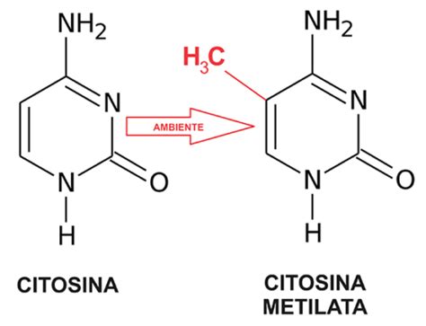 Composti Fenolici Dellolio Extravergine D Oliva Effetti Epigenetici Olivo E Olio
