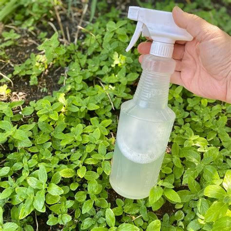 Homemade Garden Spray